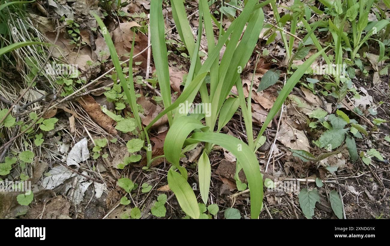 monocots (Liliopsida) Plantae Stock Photo - Alamy