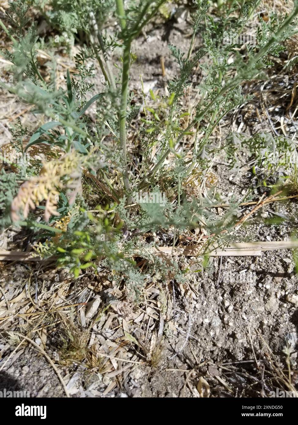 Western Tansymustard (Descurainia pinnata) Plantae Stock Photo - Alamy