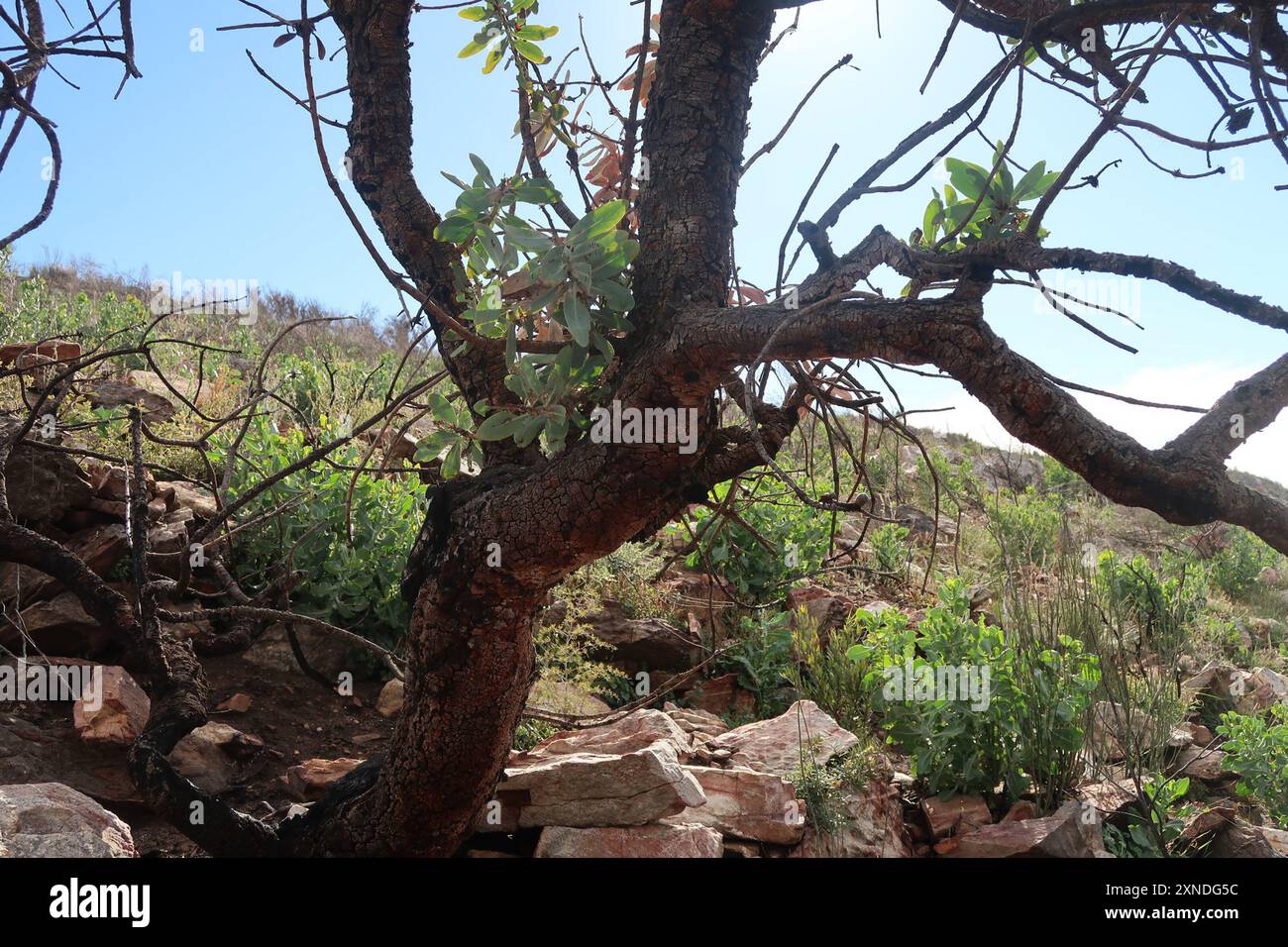 Wagon Tree (Protea nitida) Plantae Stock Photo - Alamy