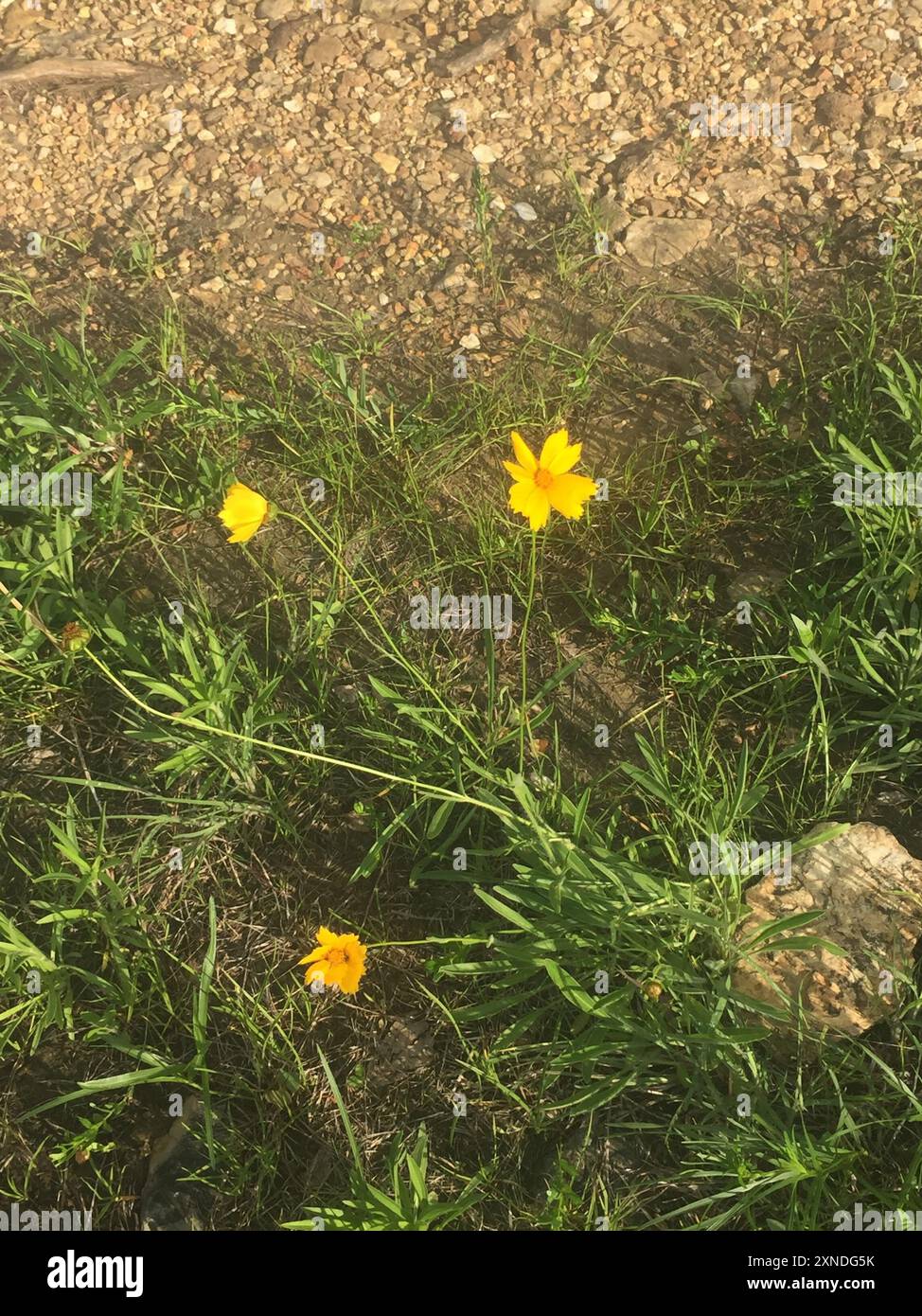 Lance-leaved Coreopsis (Coreopsis lanceolata) Plantae Stock Photo - Alamy