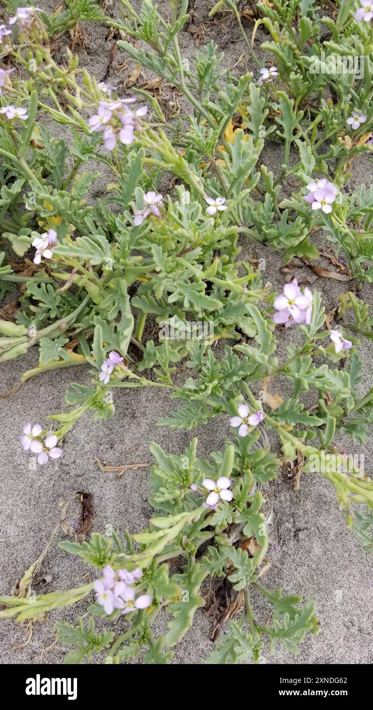 European Searocket (Cakile maritima) Plantae Stock Photo - Alamy