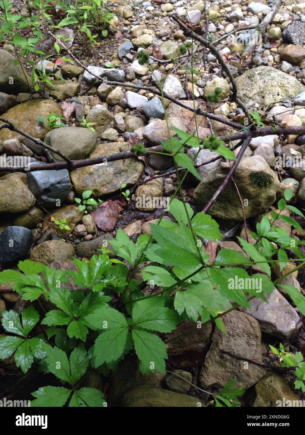 Black Snakeroot (Sanicula canadensis) Plantae Stock Photo - Alamy