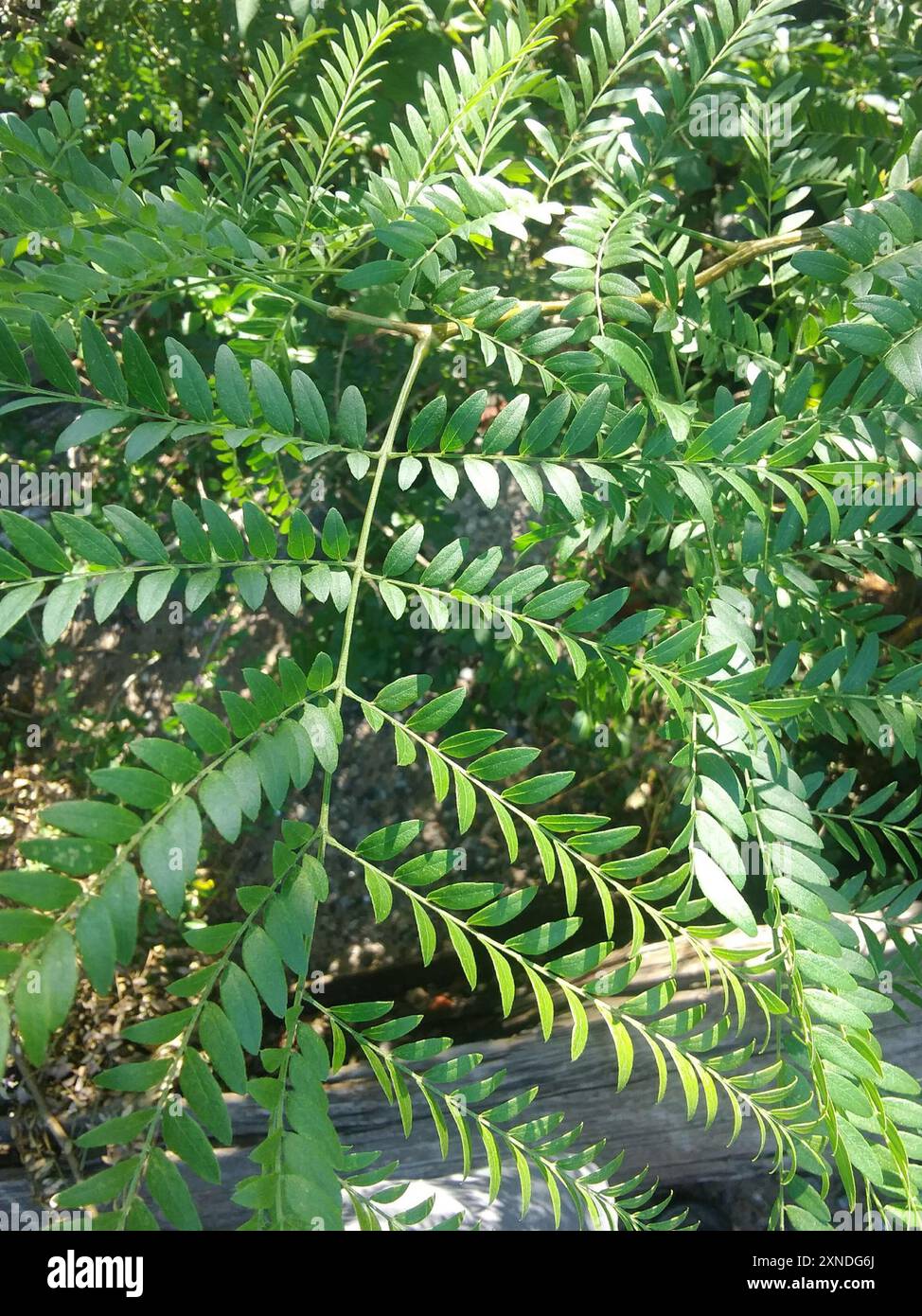 honey locust (Gleditsia triacanthos) Plantae Stock Photo - Alamy