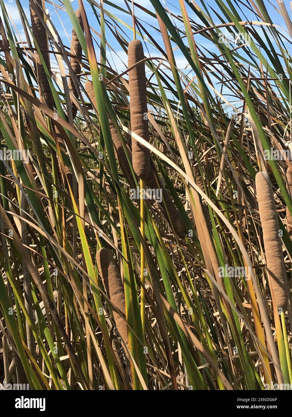 Cattails (Typha) Plantae Stock Photo - Alamy