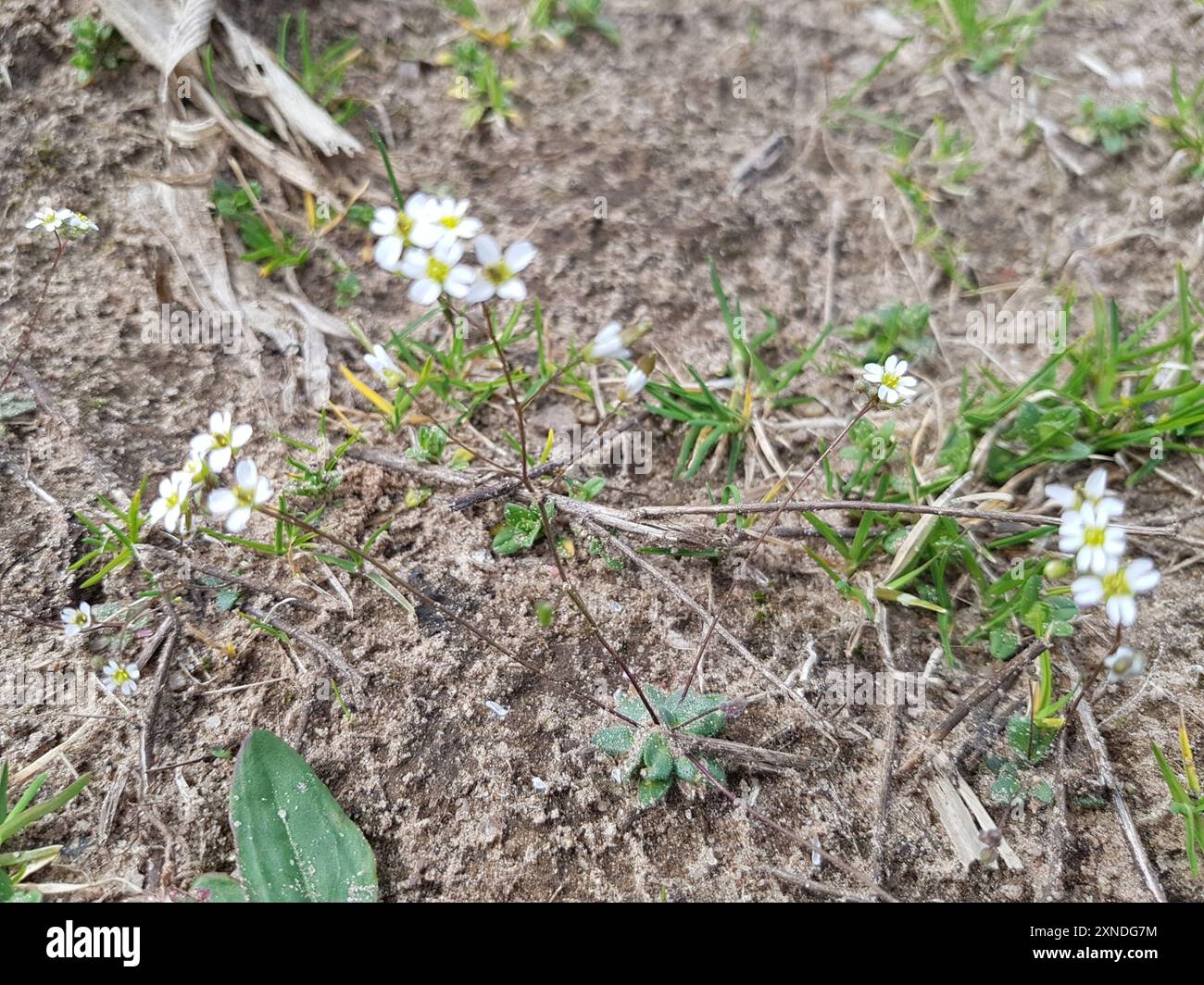Common Whitlowgrass (Draba verna) Plantae Stock Photo - Alamy