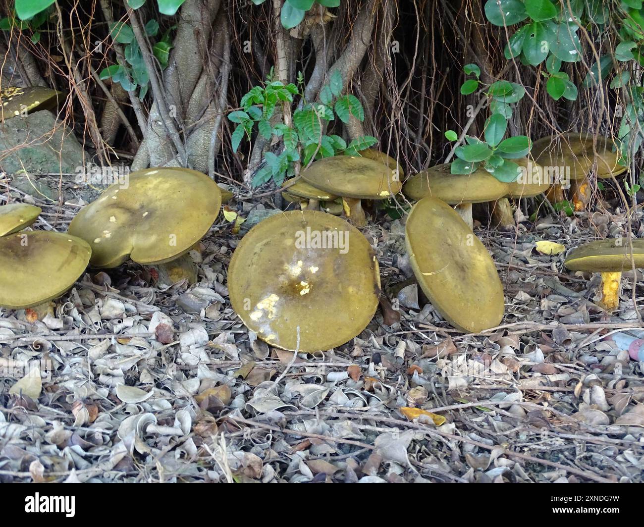 Phlebopus hi-res stock photography and images - Alamy
