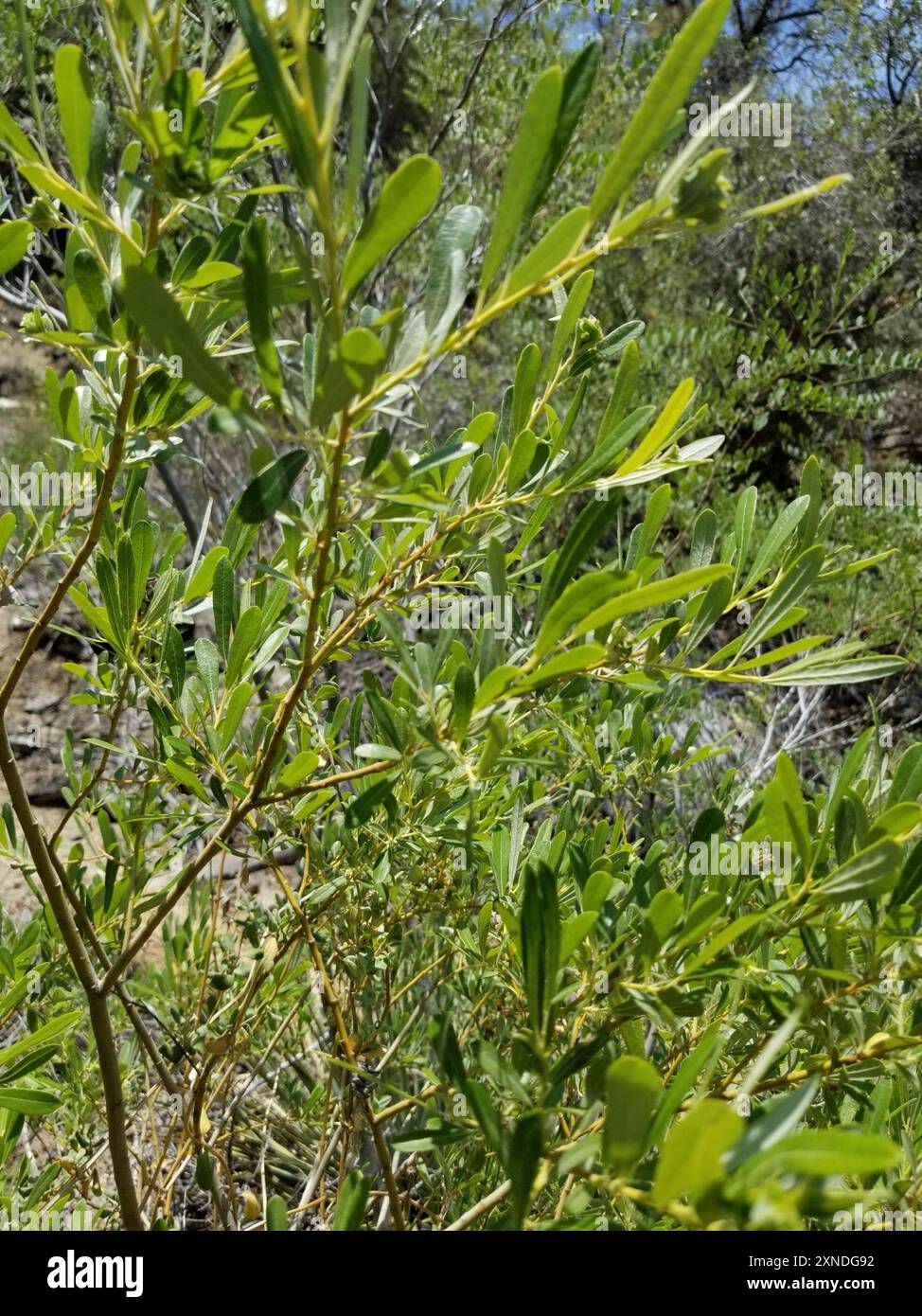 red willow (Salix laevigata) Plantae Stock Photo - Alamy
