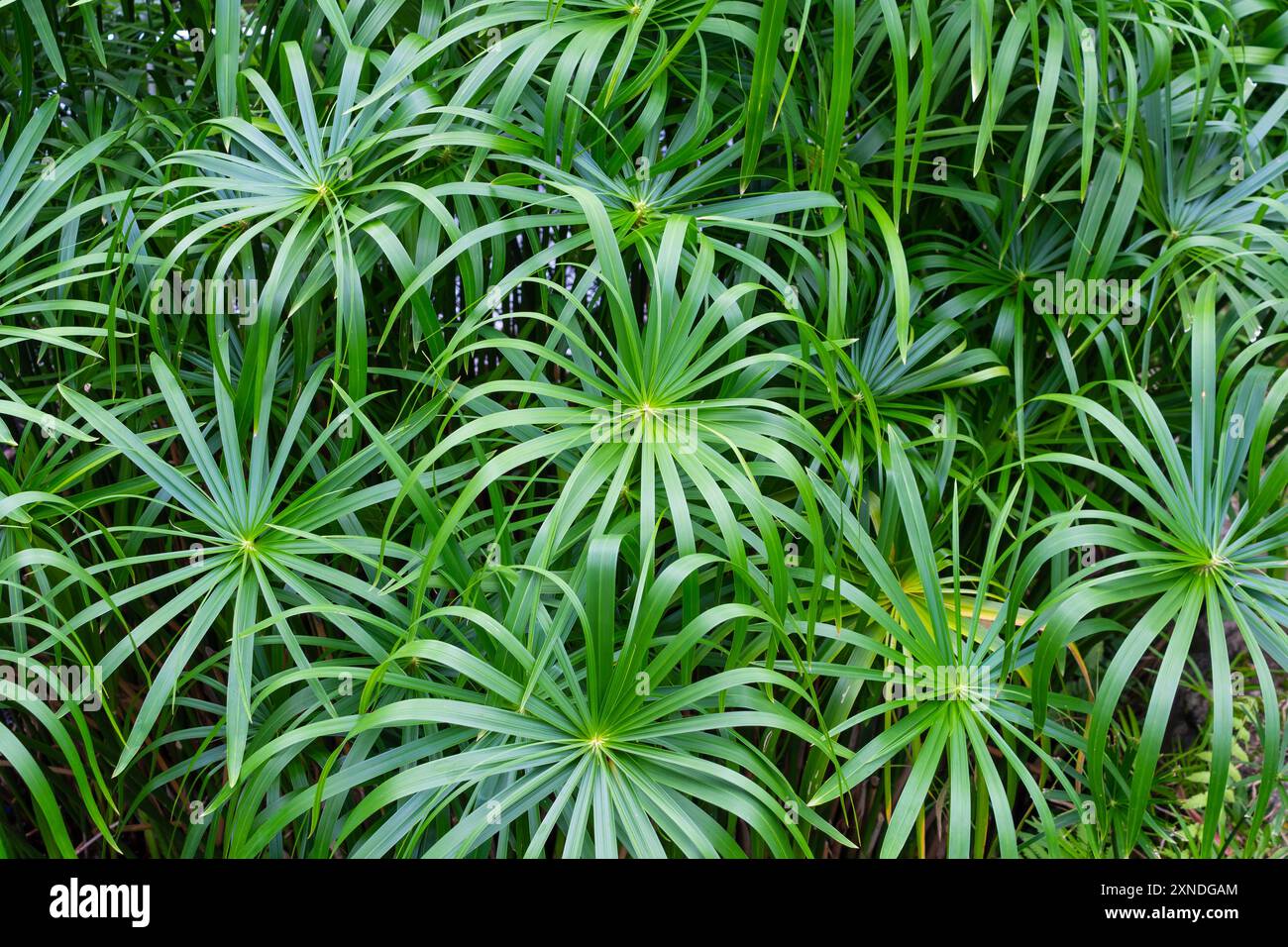 Cyperus involucratus umbrella plant hi-res stock photography and images ...