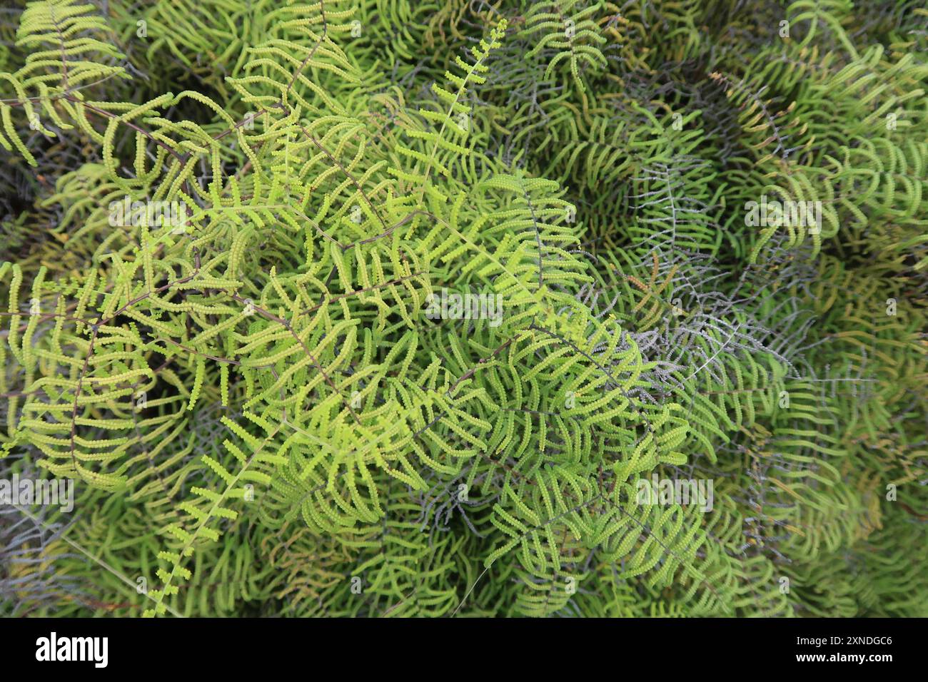 Coral Fern (Gleichenia polypodioides) Plantae Stock Photo - Alamy