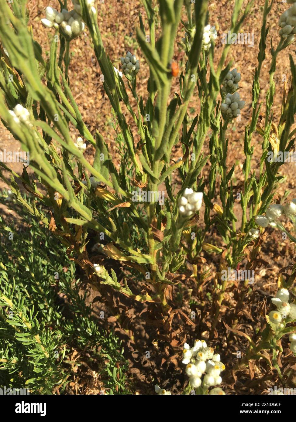 California cudweed (Pseudognaphalium californicum) Plantae Stock Photo ...