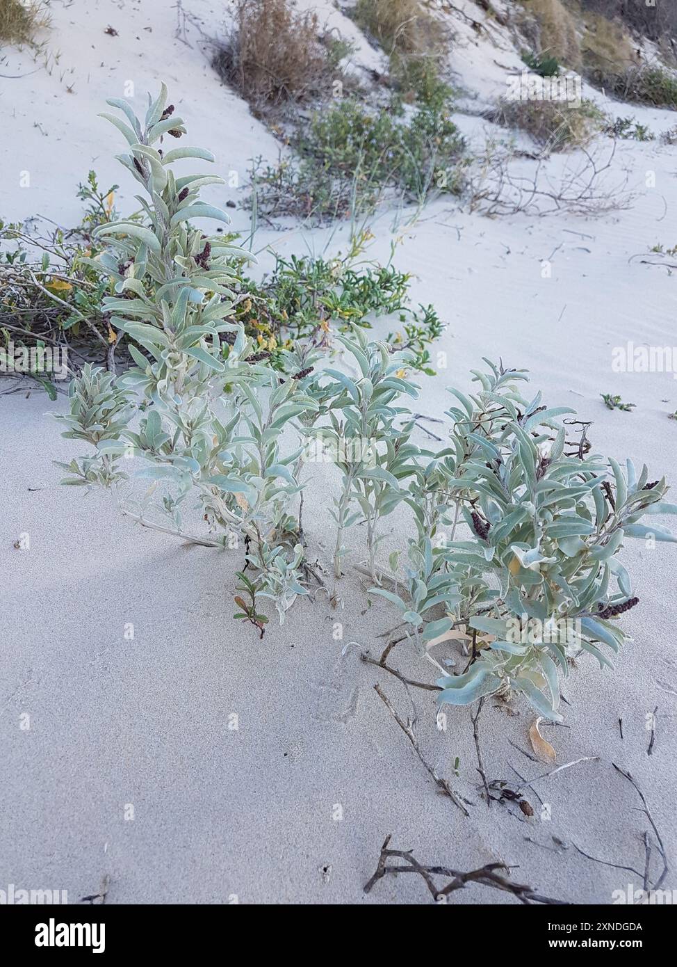 Grey Saltbush (Atriplex cinerea) Plantae Stock Photo - Alamy
