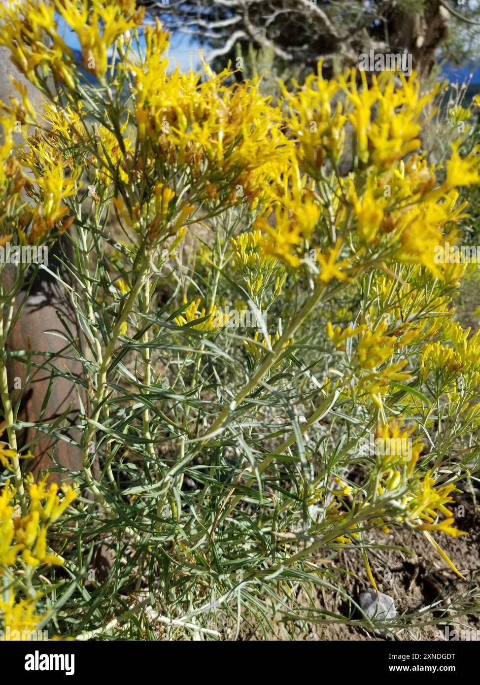 Rubber Rabbitbrush (Ericameria nauseosa) Plantae Stock Photo - Alamy