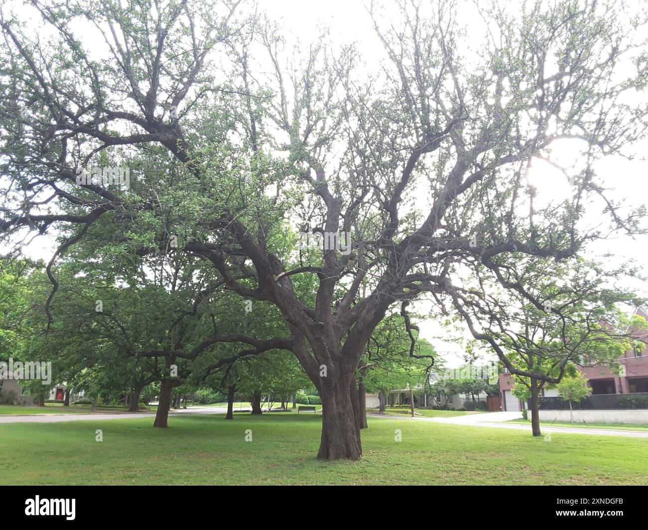 Texas live oak (Quercus fusiformis) Plantae Stock Photo - Alamy