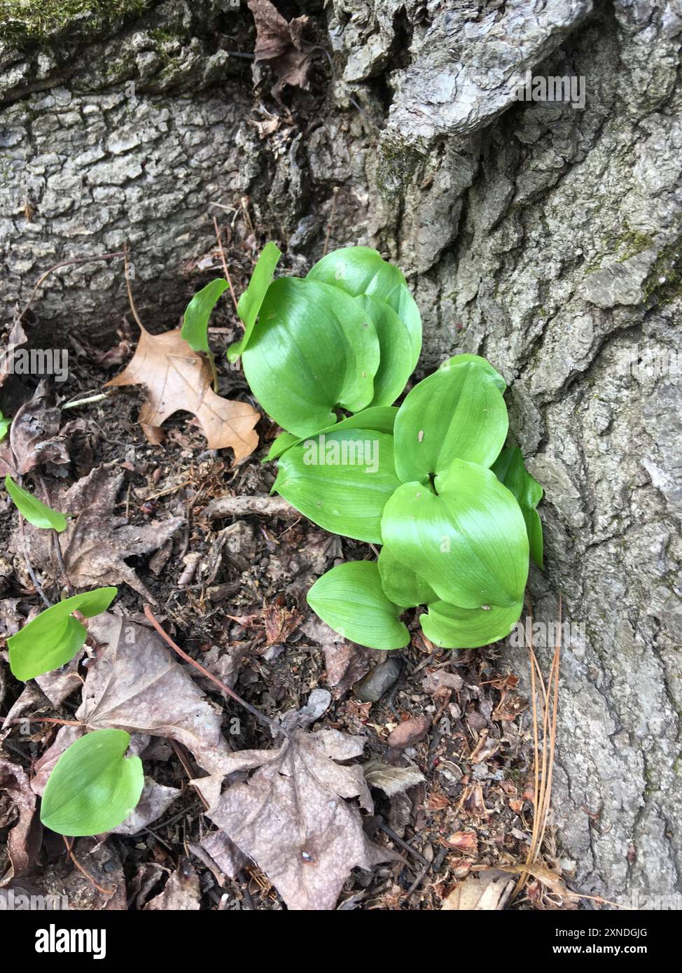 Canada mayflower (Maianthemum canadense) Plantae Stock Photo - Alamy