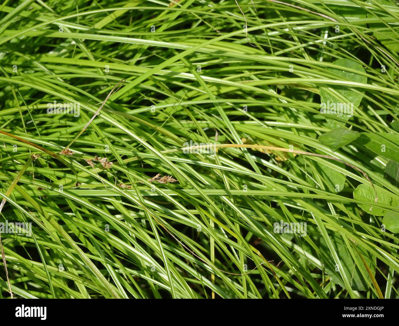 Remote Sedge (Carex remota) Plantae Stock Photo - Alamy