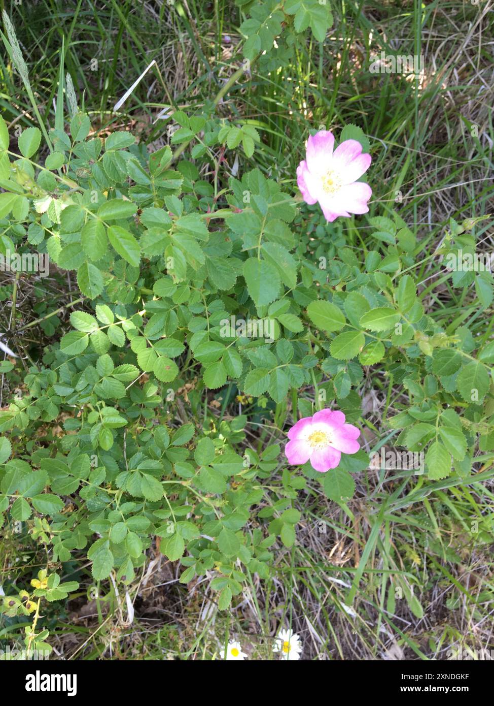Nootka rose (Rosa nutkana) Plantae Stock Photo - Alamy
