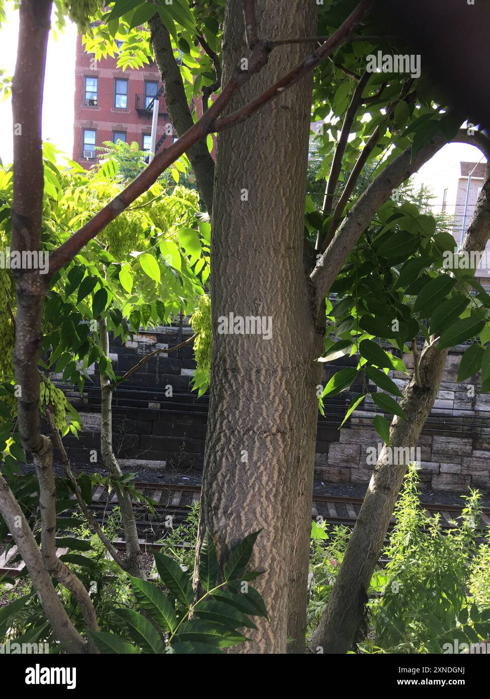 tree-of-heaven (Ailanthus altissima) Plantae Stock Photo - Alamy