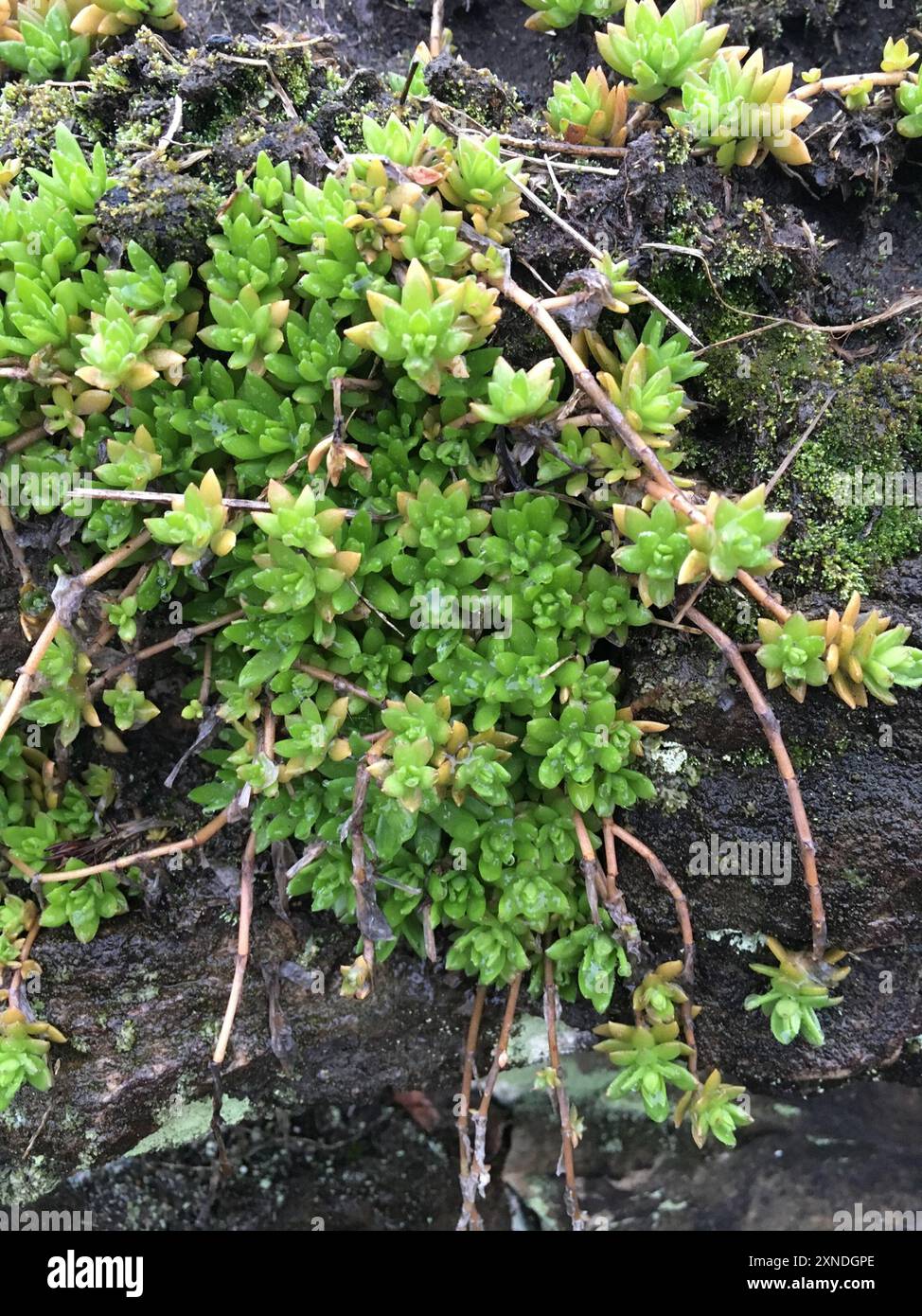 Stringy Stonecrop (Sedum sarmentosum) Plantae Stock Photo - Alamy