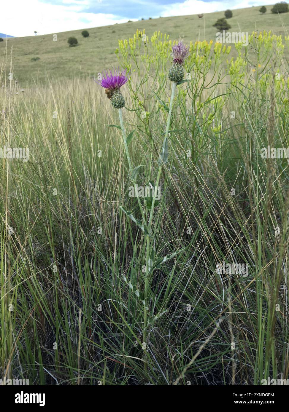 Wheeler's thistle (Cirsium wheeleri) Plantae Stock Photo - Alamy