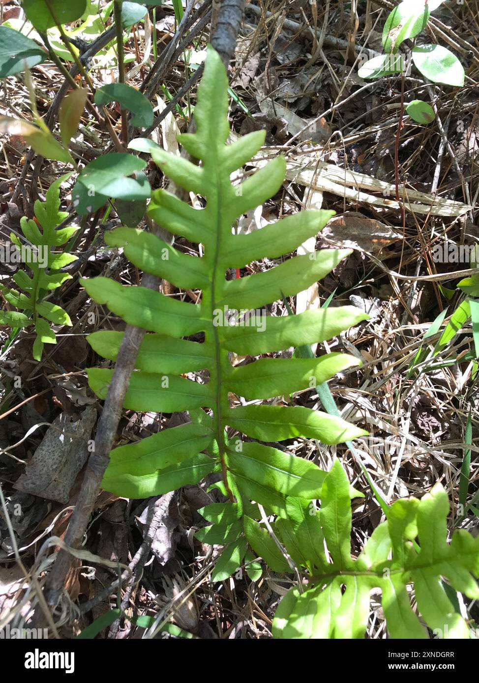 netted chain fern (Woodwardia areolata) Plantae Stock Photo - Alamy