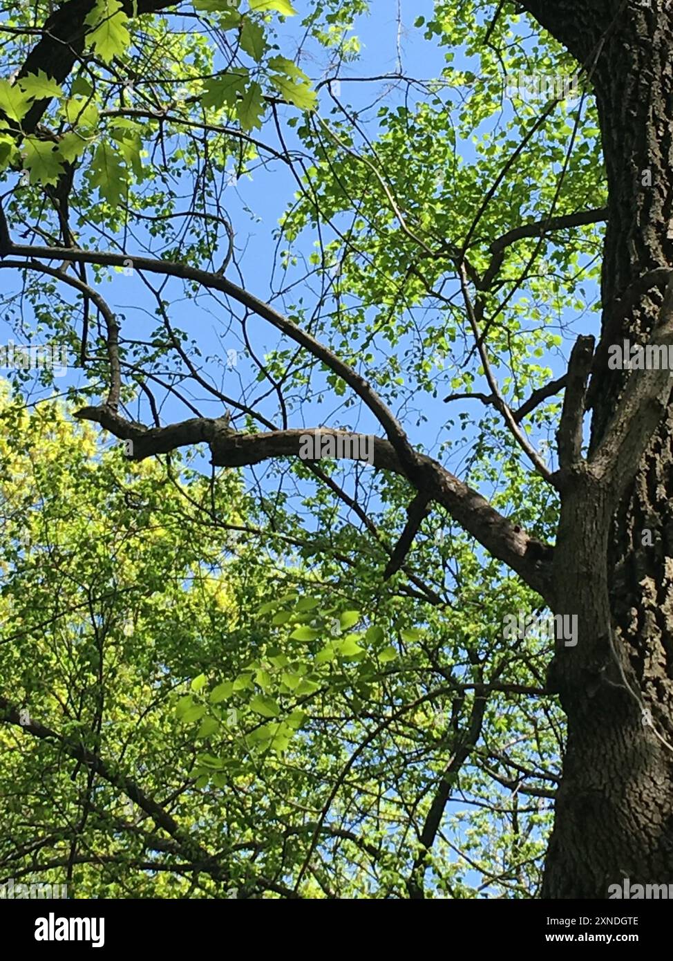 pumpkin ash (Fraxinus profunda) Plantae Stock Photo - Alamy