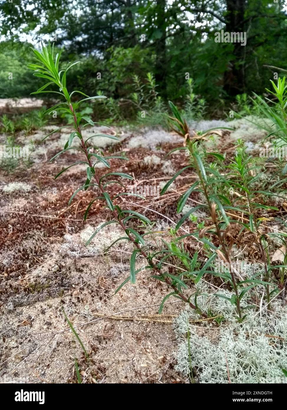 Flax-leaved Aster (Ionactis linariifolia) Plantae Stock Photo - Alamy