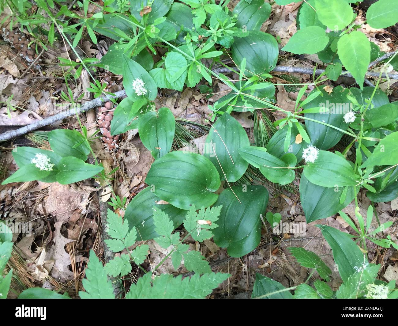 Canada mayflower (Maianthemum canadense) Plantae Stock Photo - Alamy