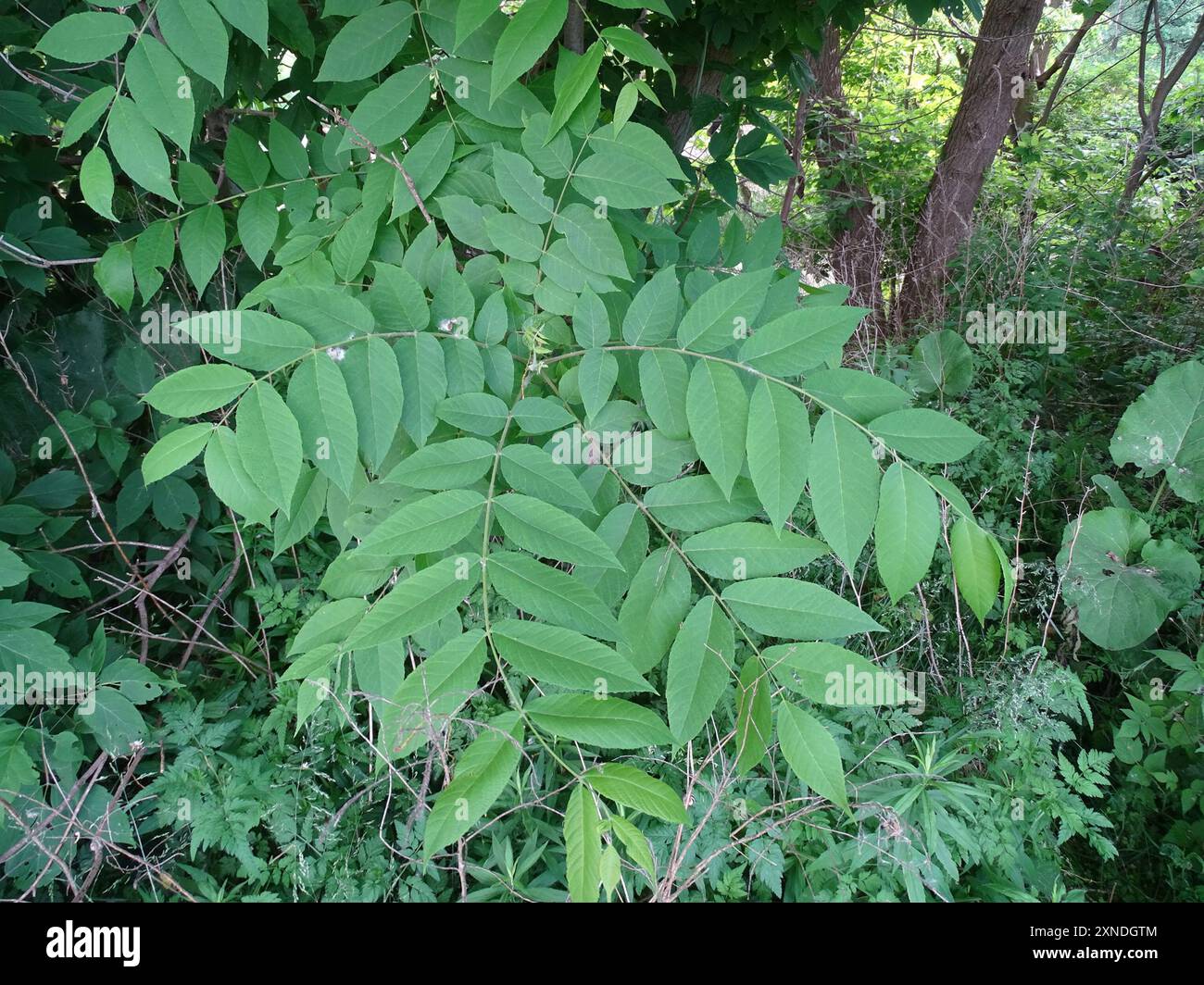 giant ragweed (Ambrosia trifida) Plantae Stock Photo - Alamy