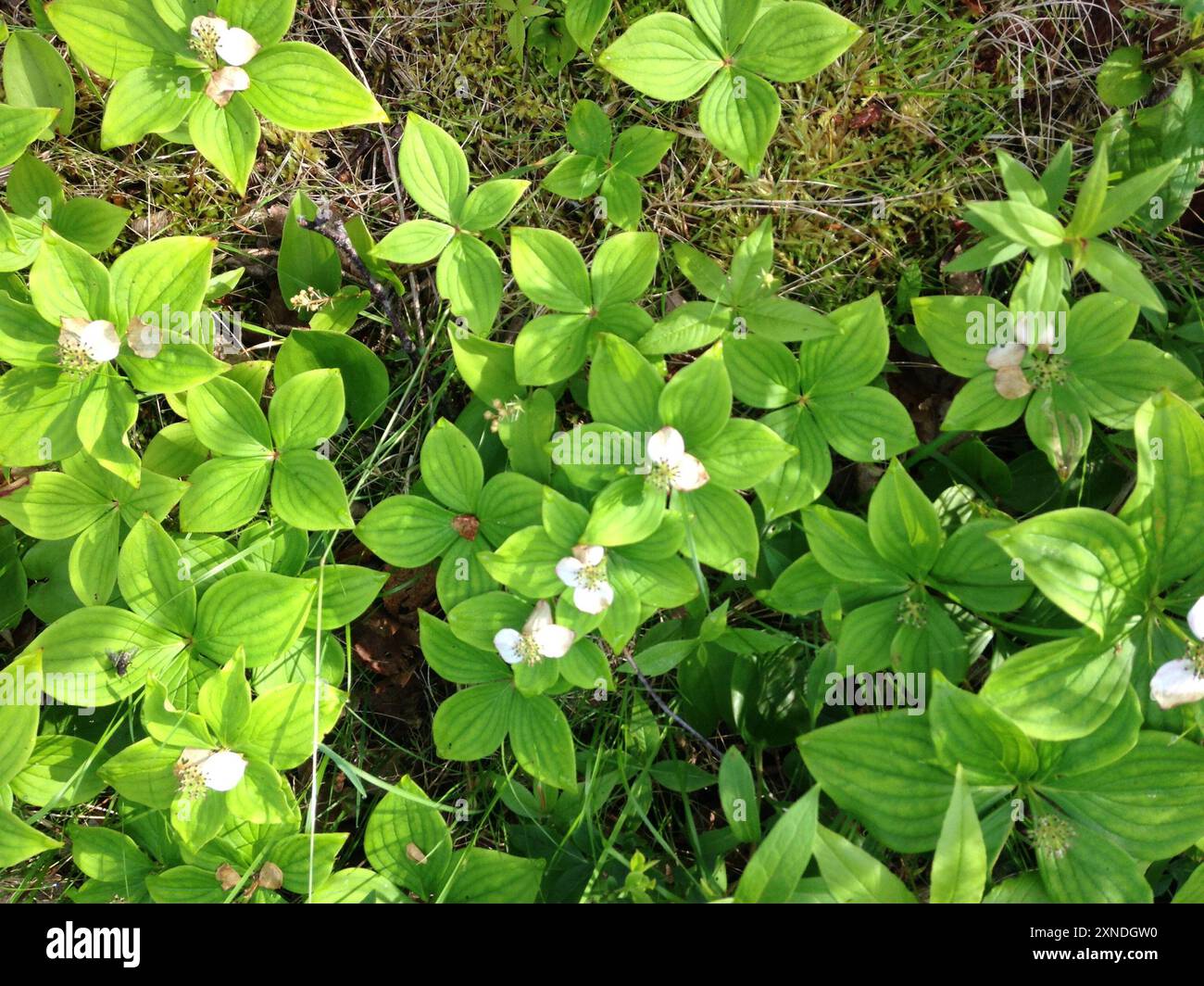 Canadian bunchberry (Cornus canadensis) Plantae Stock Photo - Alamy