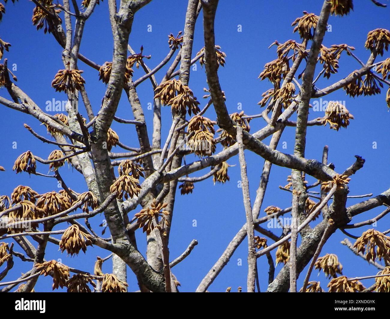 Mahua (Madhuca longifolia latifolia) Plantae Stock Photo - Alamy