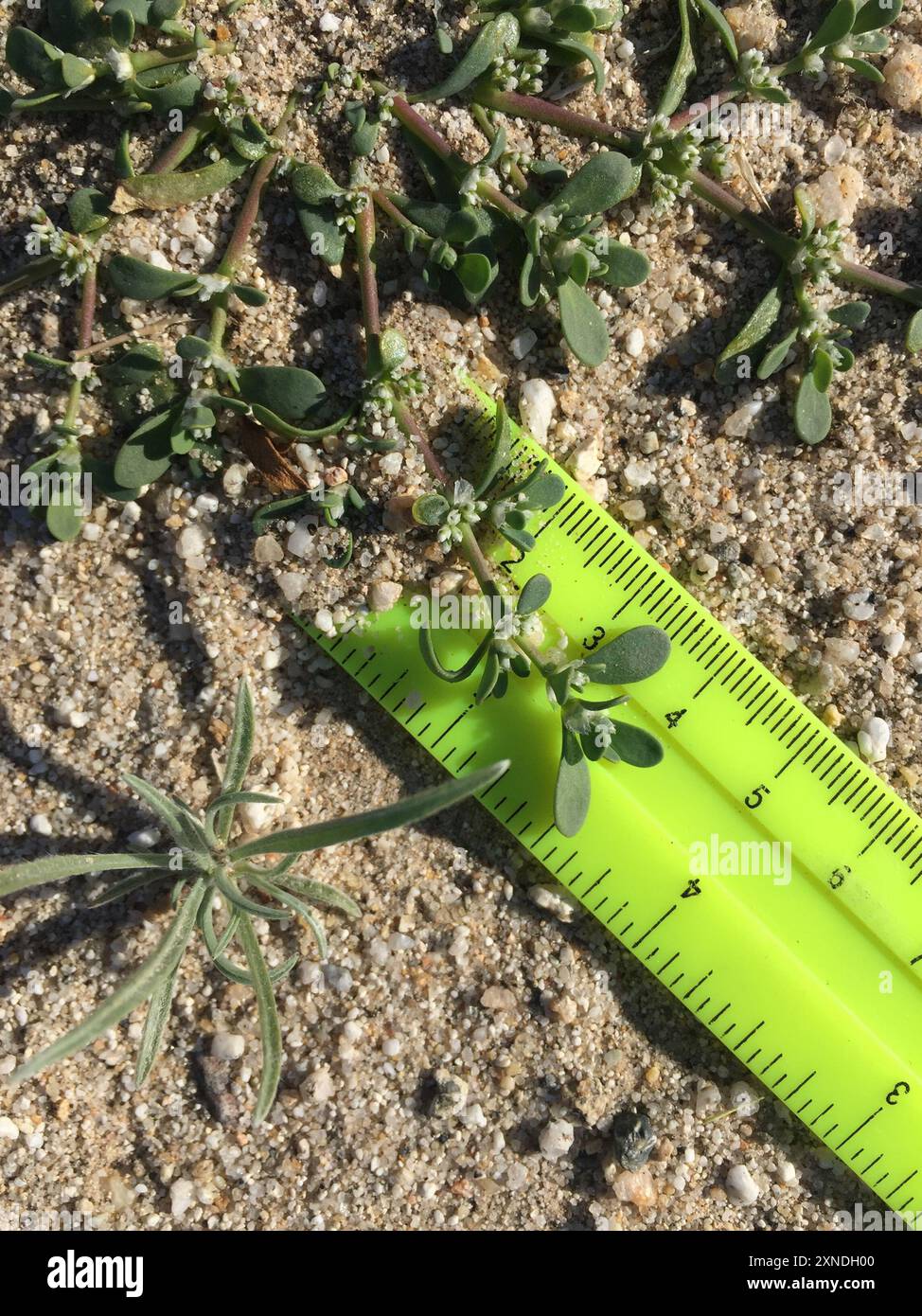 Frost Mat (Achyronychia cooperi) Plantae Stock Photo - Alamy