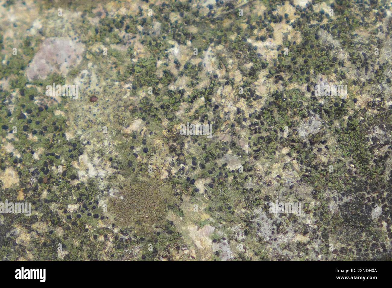 Dot Lichens (Bacidia) Fungi Stock Photo - Alamy