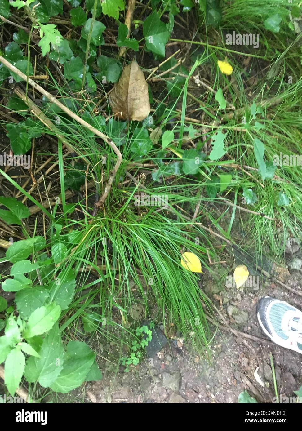 grasses, sedges, cattails, and allies (Poales) Plantae Stock Photo - Alamy