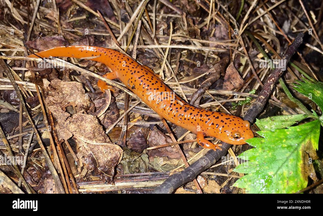 Red Salamander (Pseudotriton ruber) Amphibia Stock Photo - Alamy