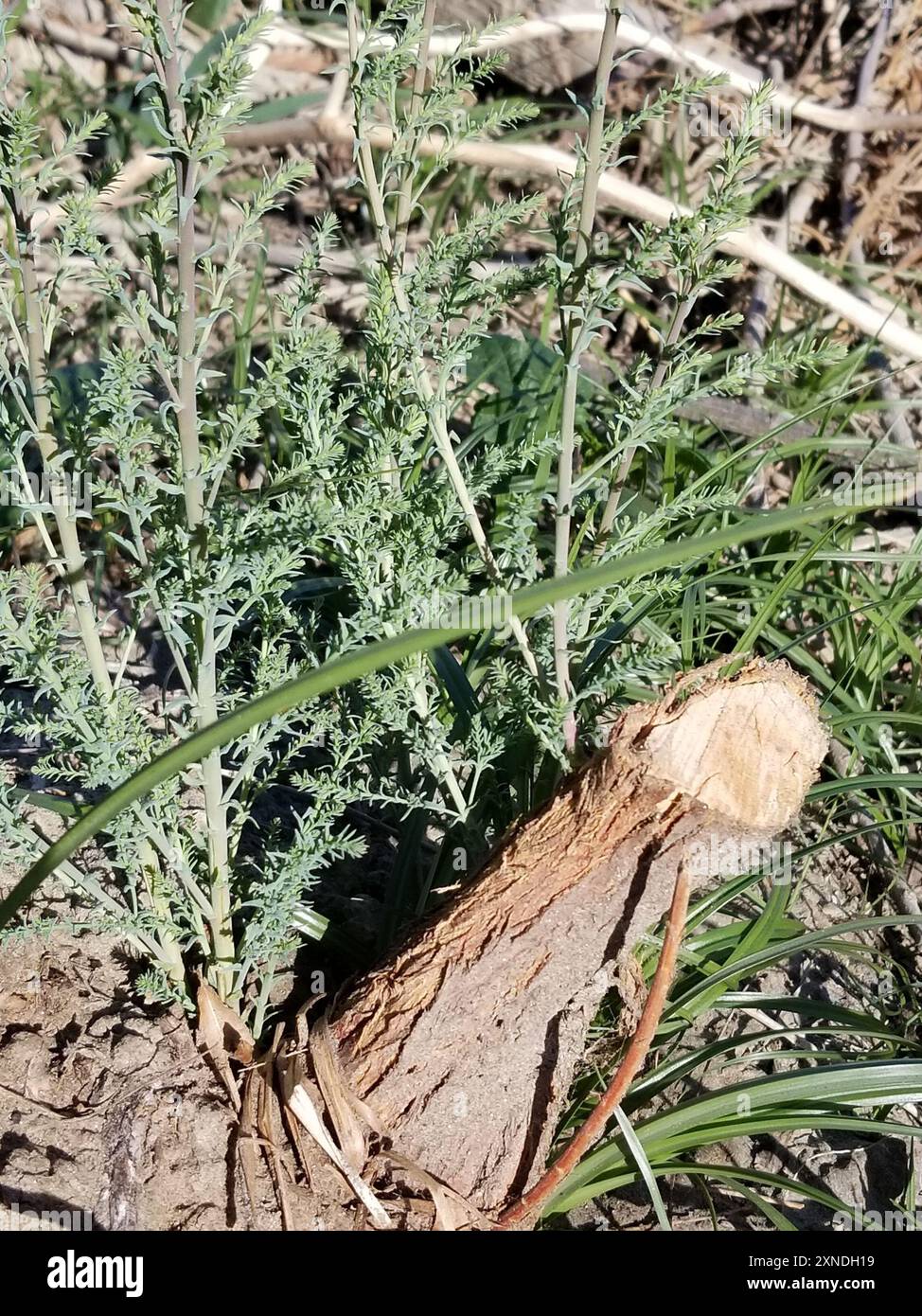 saltcedar (Tamarix ramosissima) Plantae Stock Photo - Alamy