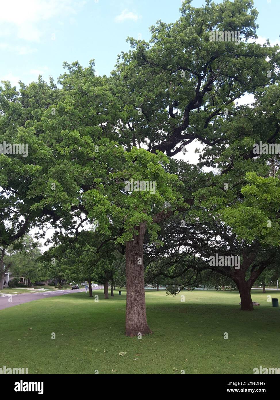 sand post oak (Quercus margaretiae) Plantae Stock Photo - Alamy