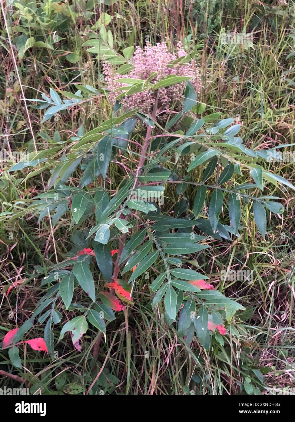 shining sumac (Rhus copallinum) Plantae Stock Photo - Alamy