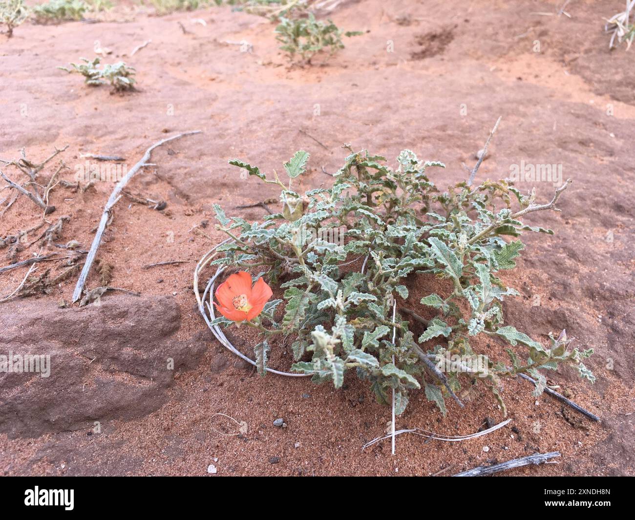 spear globemallow (Sphaeralcea hastulata) Plantae Stock Photo - Alamy