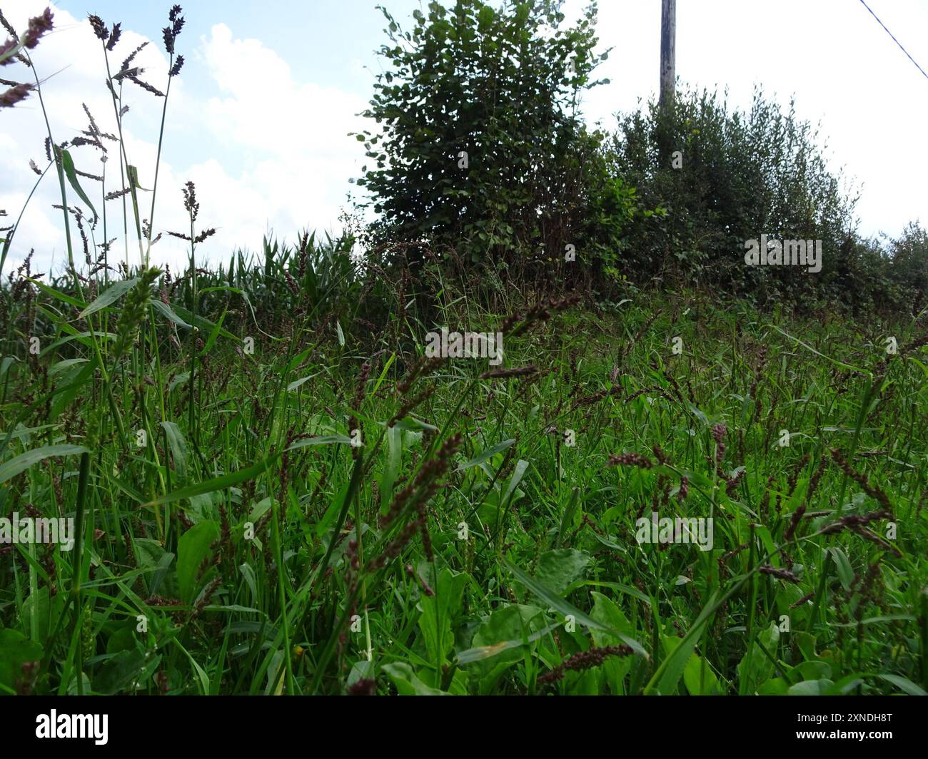 Barnyard Grasses (Echinochloa) Plantae Stock Photo - Alamy