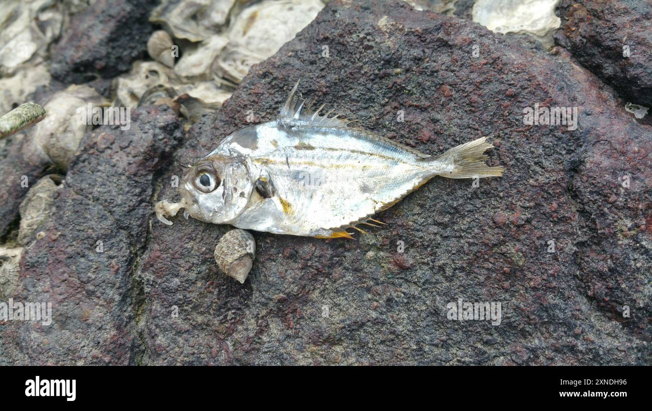 Ponyfish (Nuchequula nuchalis) Actinopterygii Stock Photo - Alamy