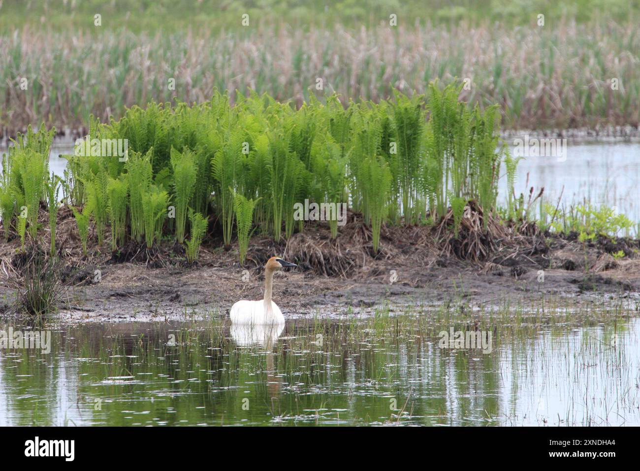 Trumpeter Swan (Cygnus buccinator) Aves Stock Photo - Alamy