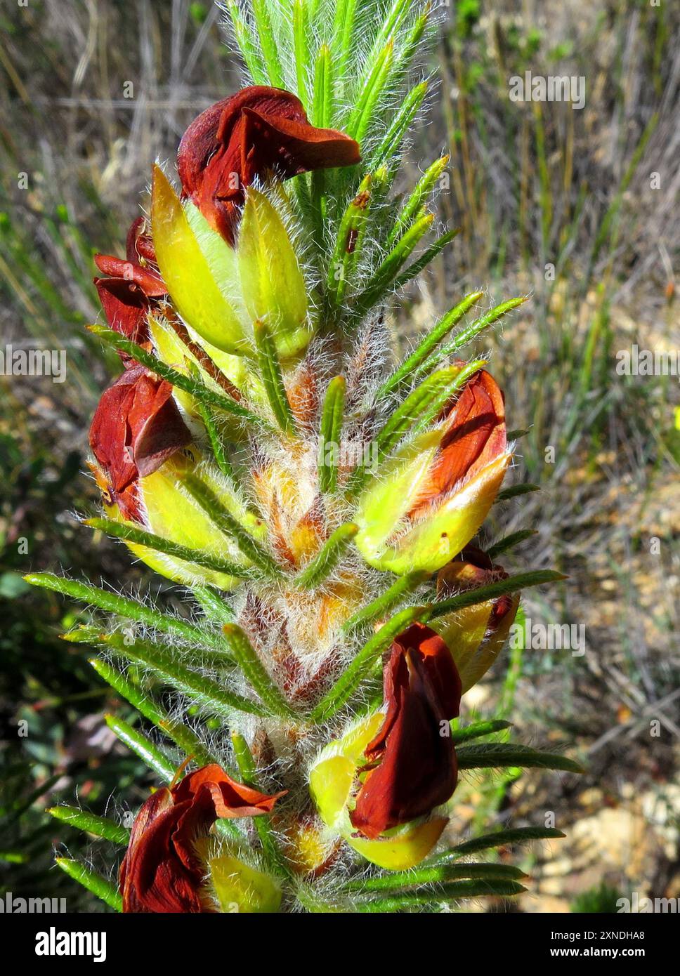 Foxy Honeybush (Cyclopia alopecuroides) Plantae Stock Photo - Alamy