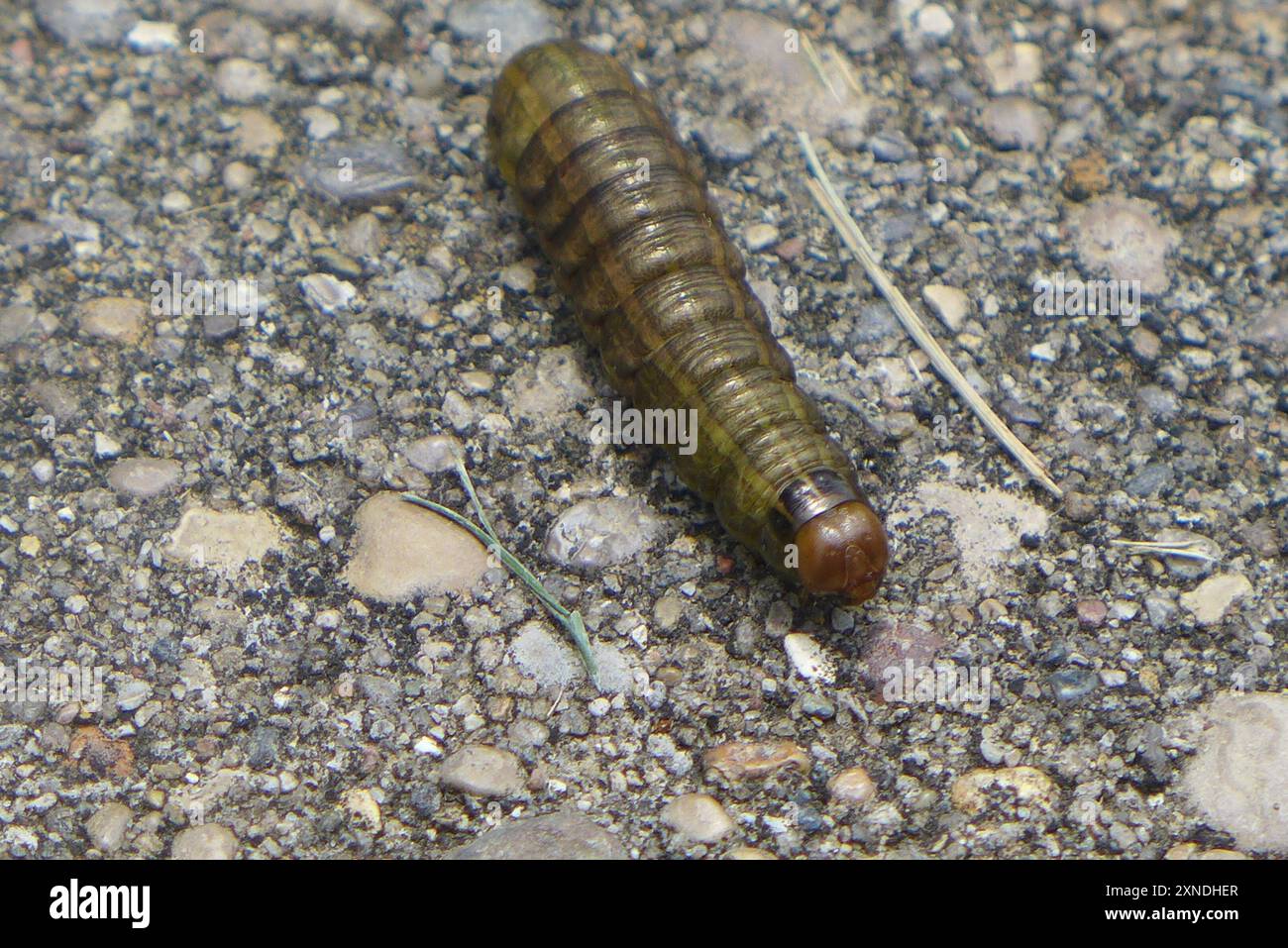 Bronzed Cutworm Moth (Nephelodes minians) Insecta Stock Photo - Alamy