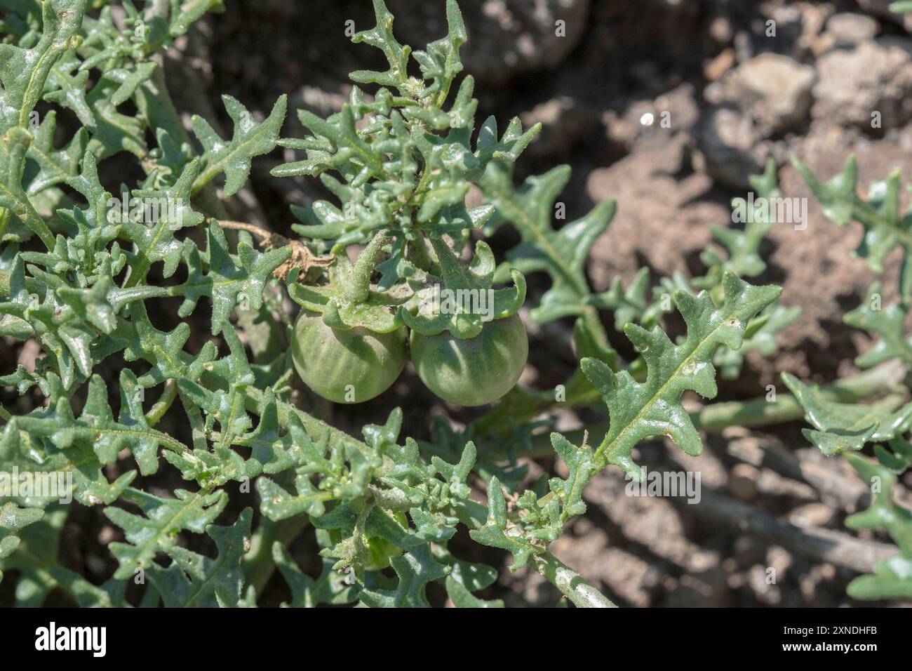 Cutleaf Nightshade (Solanum triflorum) Plantae Stock Photo - Alamy
