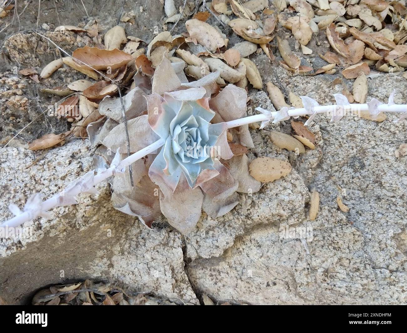 Chalk Dudleya (Dudleya pulverulenta) Plantae Stock Photo - Alamy