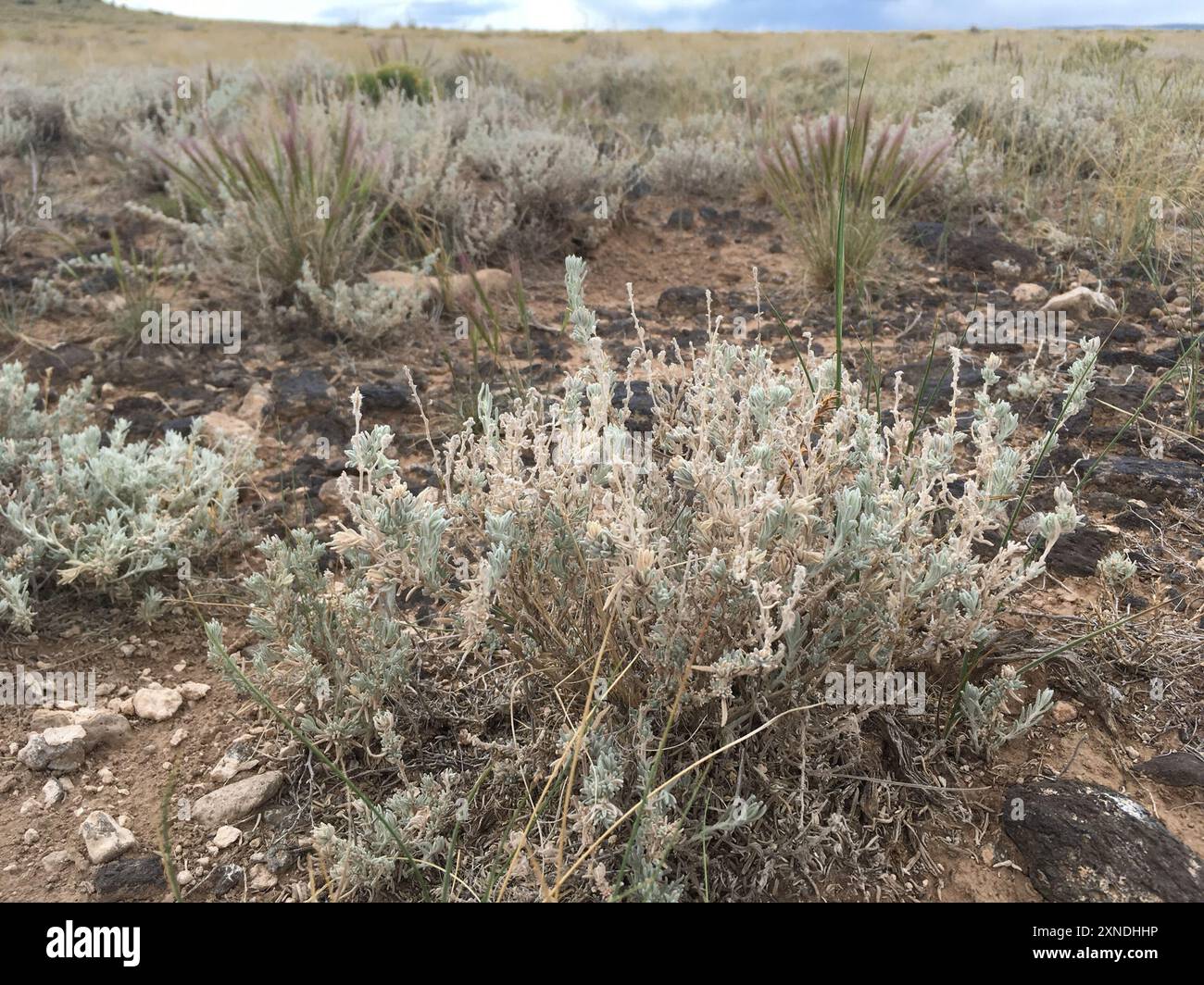 Winterfat (Krascheninnikovia lanata) Plantae Stock Photo - Alamy
