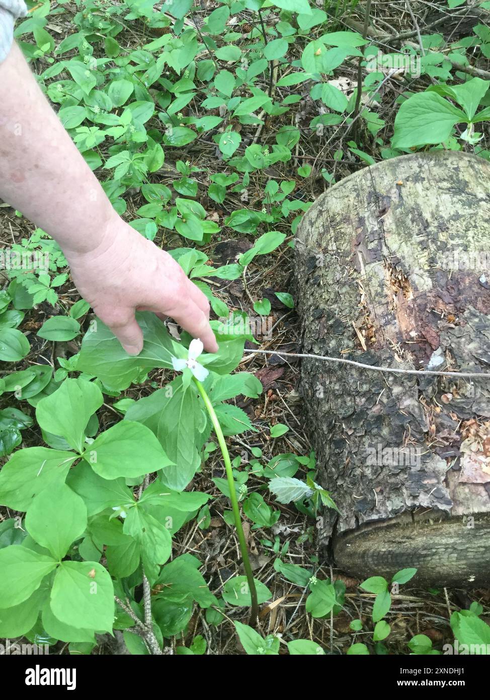 nodding trillium (Trillium cernuum) Plantae Stock Photo - Alamy