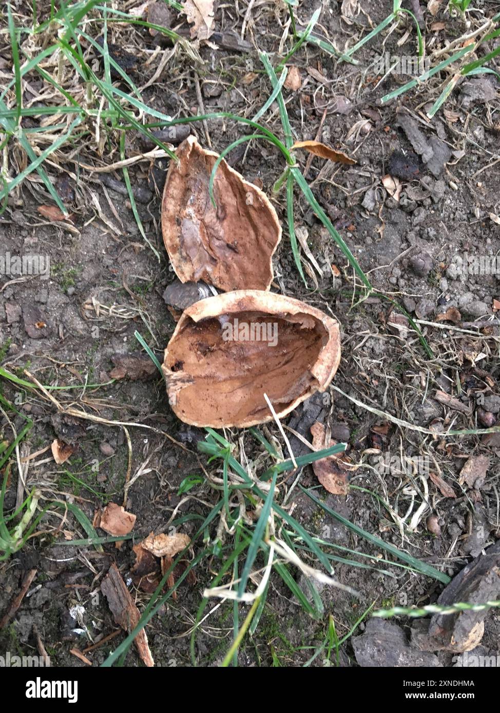 walnut family (Juglandaceae) Plantae Stock Photo - Alamy