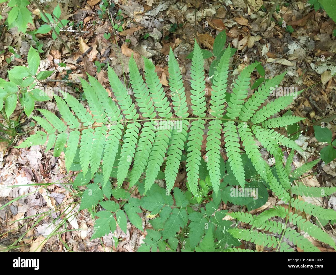 cinnamon fern (Osmundastrum cinnamomeum) Plantae Stock Photo - Alamy