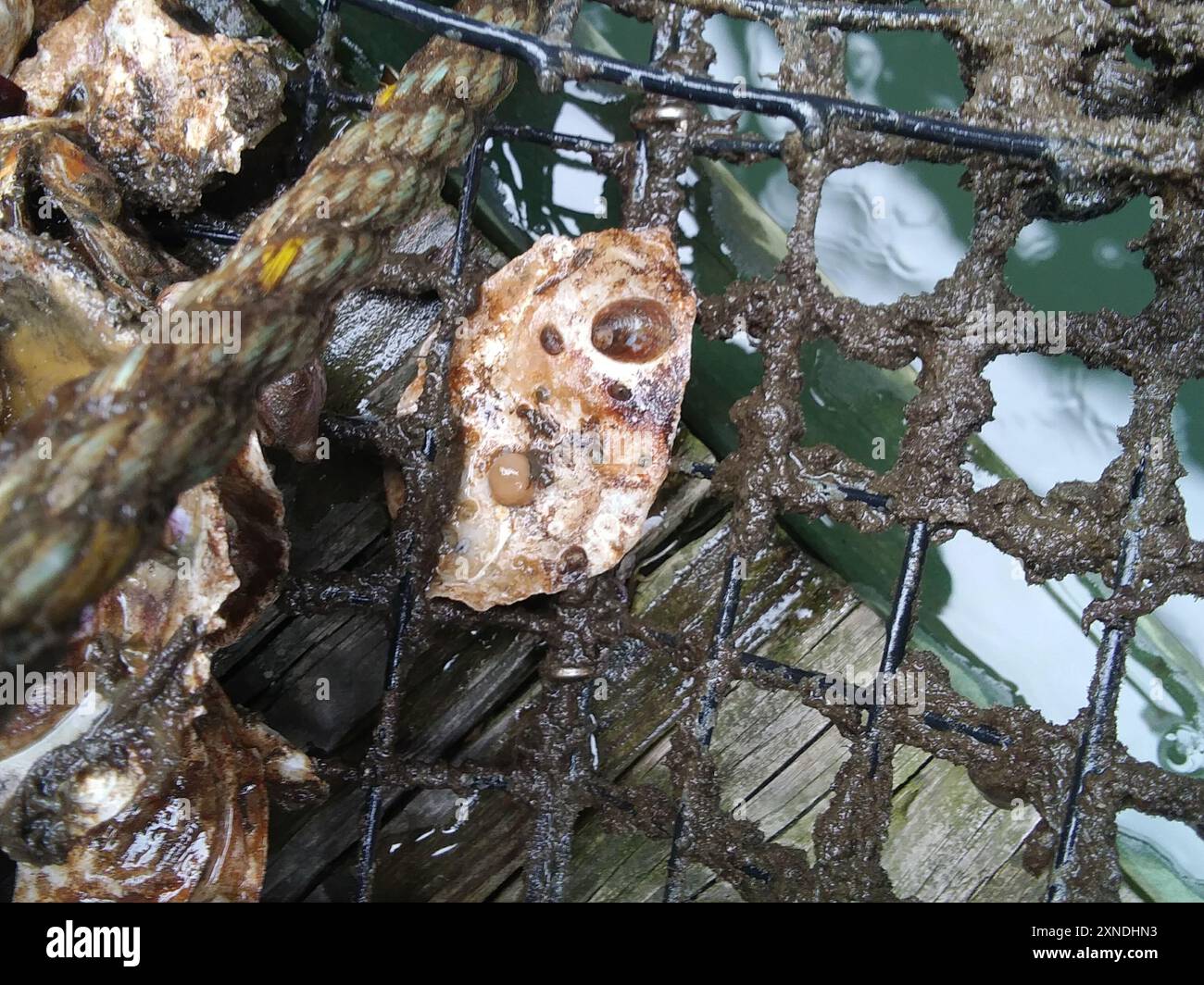 Common Atlantic Slippersnail (Crepidula fornicata) Mollusca Stock Photo ...